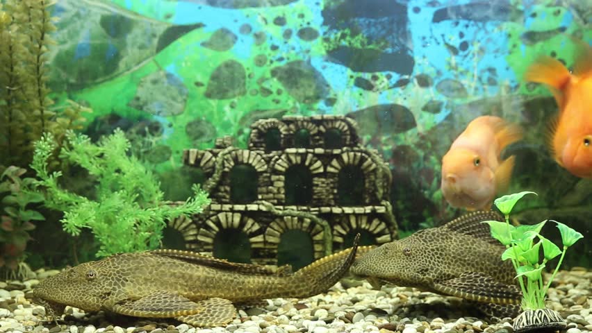 Leopard Catfish Pterygoplichthys And Parrot Fish Closeup Stock Footage ...