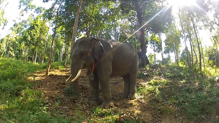 Stock video of asian elephant in the middle of | 8736664 | Shutterstock