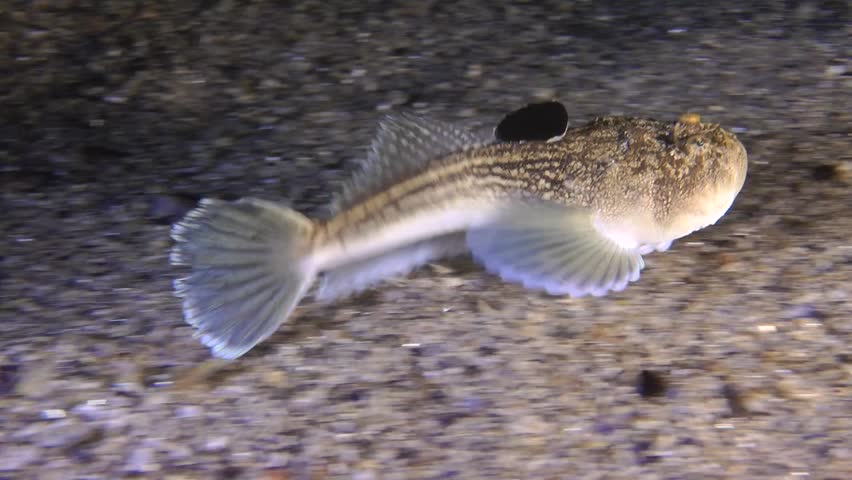 Marine Fish Atlantic Stargazer (uranoscopus Stock Footage Video (100% ...