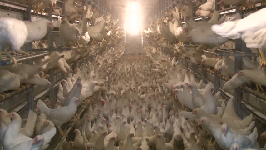 Rooster in front of the barn image - Free stock photo - Public Domain ...