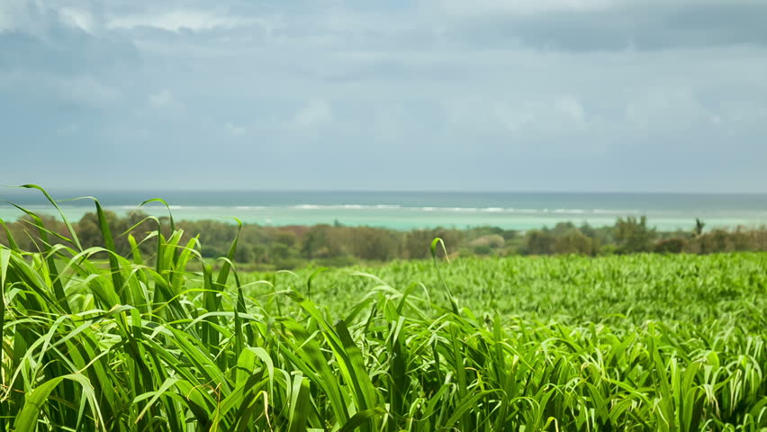 Stockvideo-Clip von Sugar cane field with seaside on background ...
