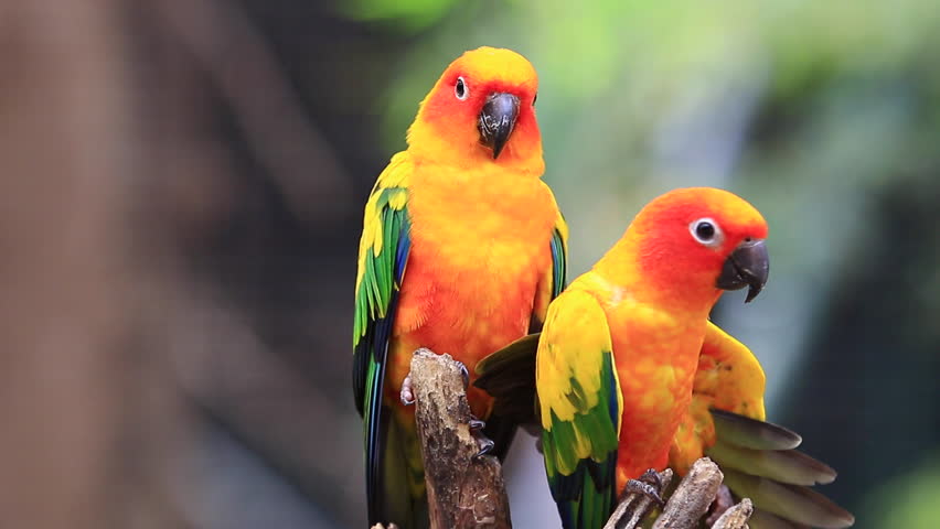 Sun Conure Parrots, 1920x1080 Stock Footage Video (100% Royalty-free ...