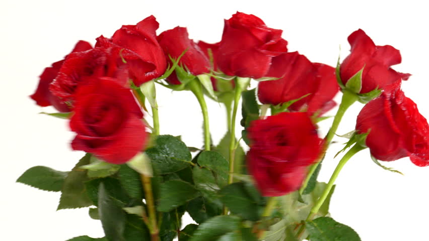 Time-lapse Of Two Dying Red Roses Isolated On White 6 Stock Footage ...