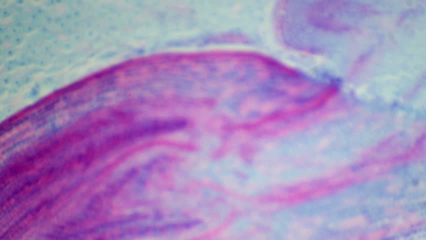 Endosperm Of The Seed Of A Cereal Under The Microscope (Corn SeeD With ...