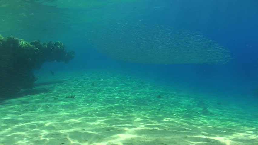 Stock video of large school of hardyhead silverside fish | 896674 ...