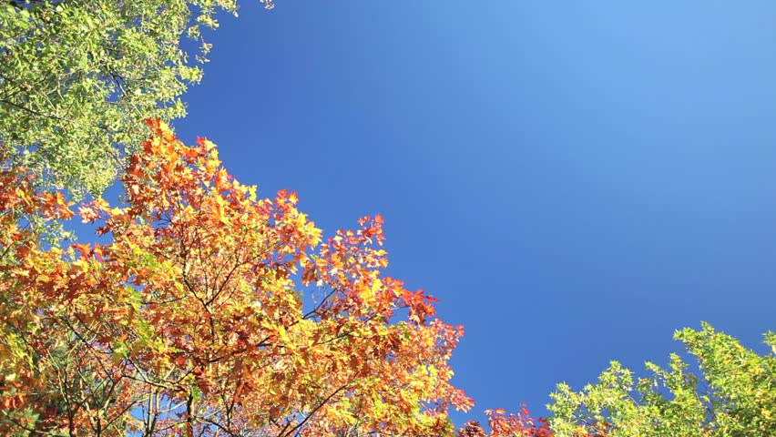 Stock video of oak trees blowing in the wind | 912574 | Shutterstock