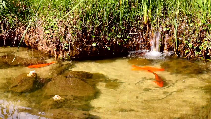 Calm And Peaceful Scene Of Tranquil Water Stream Of Shallow River Flows ...