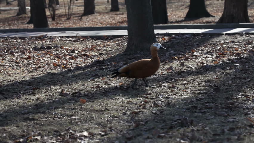 Ruddy Shelduck. Red Duck Walking Stock Footage Video (100% Royalty-free ...