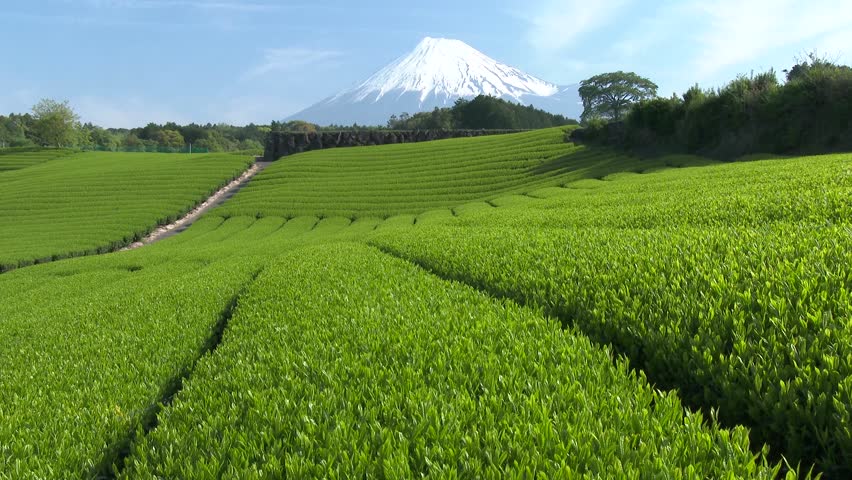 Tea Plantations and Mount Fuji Stock Footage Video (100% Royalty-free ...