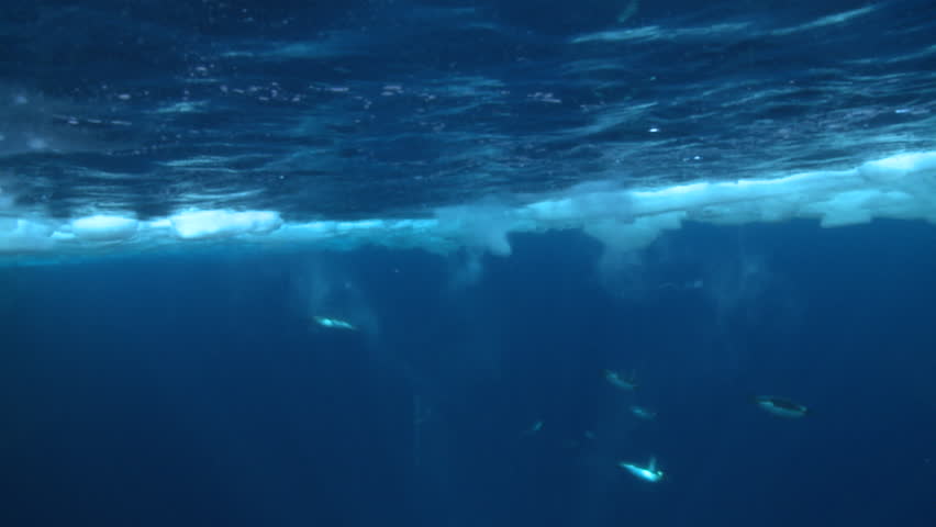 Beautiful Underwater Sea Scene View With Natural Light Rays, Shining ...
