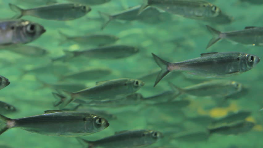 Northern Anchovy Swimming Stock Footage Video 641041 | Shutterstock