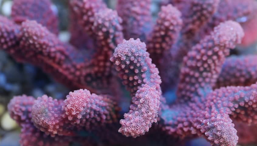 Colorful Coral On Sandy Bottom Deep Underwater In Red Sea. World Of ...