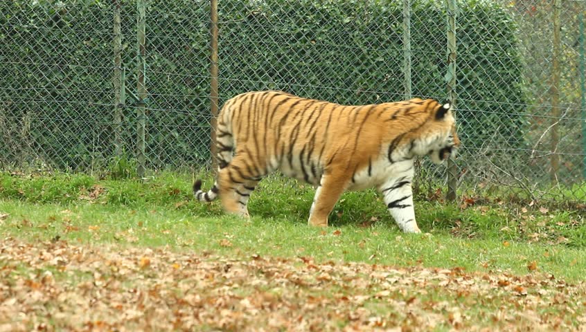 Sumatran Tiger Eating In Grassy Plains. The Sumatran Tiger Is ...