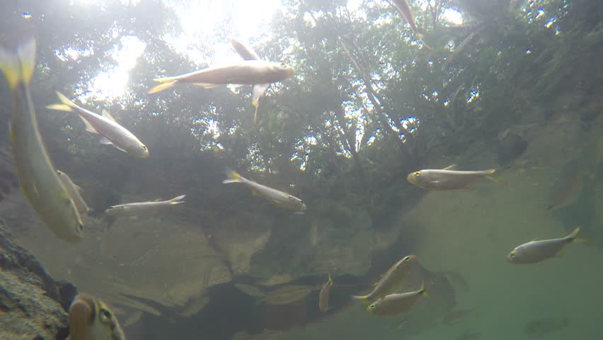 Freshwater Fish Blue Hole State Stock Footage Video (100% Royalty-free ...