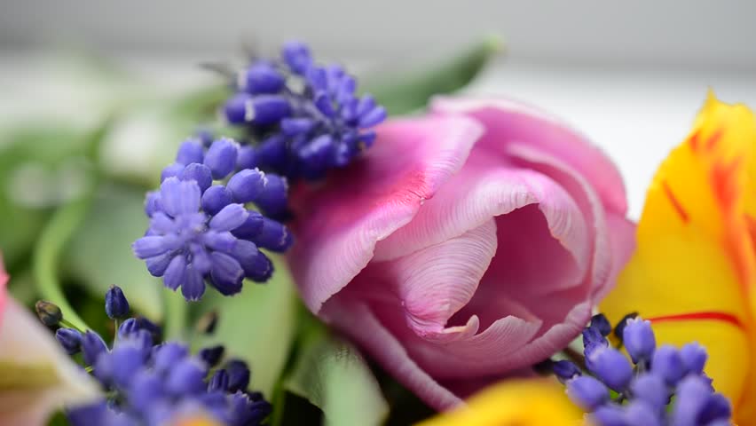 Cinemagraph Loop - Close Up Of Blue Flowers. Motion Photo Stockvideos ...