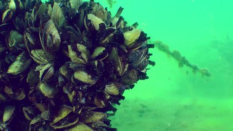 Zebra Mussel Colony Stock Video Footage - 4K and HD Video Clips ...