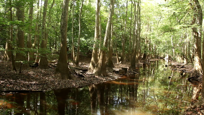 Mangrove Trees. Tropical Mangrove Forests, Growing At The Edge Between ...