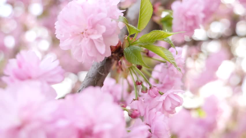 Sakura Spring Flowers. Spring Blossom Background. Beautiful Nature ...