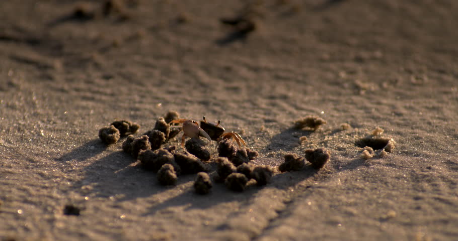 Fiddler Crab Making Mud Balls című (100% jogdíjmentes) stockvideó ...